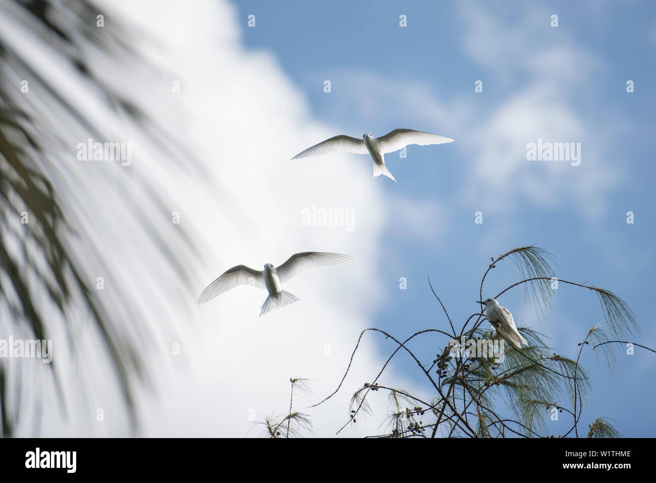 Jaluit hi-res stock photography and images - Alamy