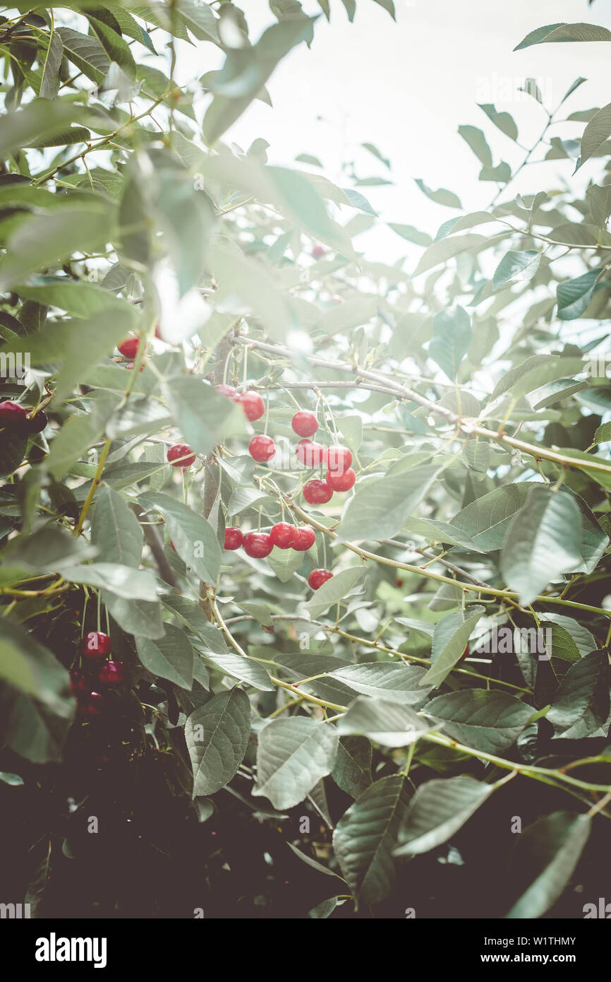 The ripe cherry on a tree. branch. Cherry tree in the garden with ripe ...
