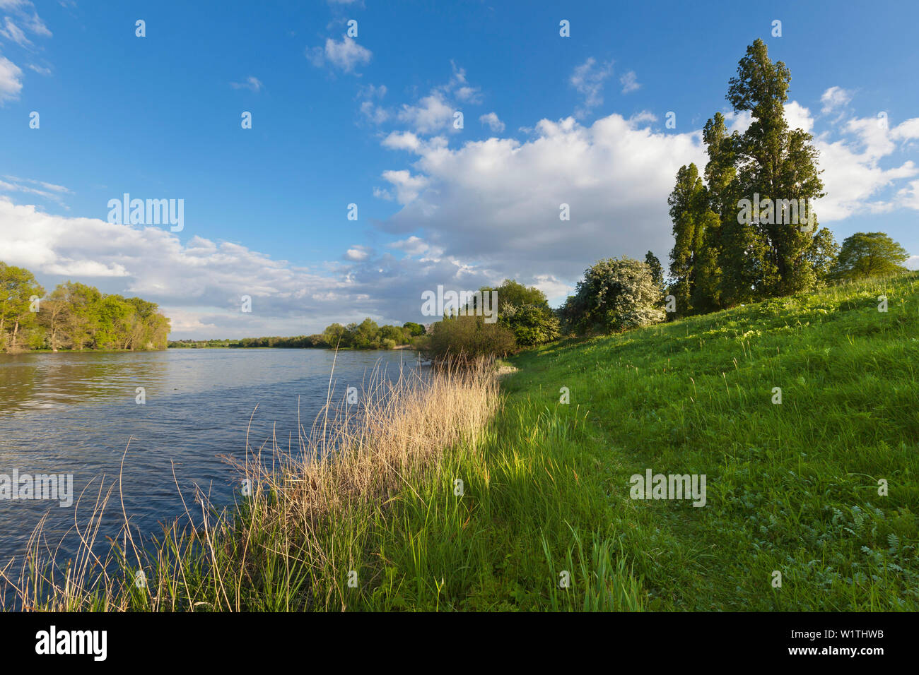 Altrhein hi-res stock photography and images - Alamy