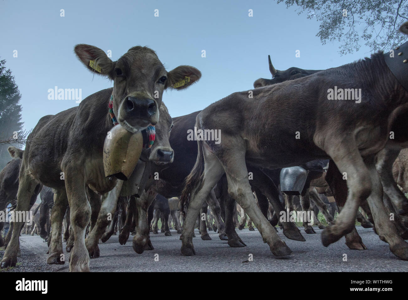 Cows wearing bells for the Almabtrieb, Stillachtal, Oberallgaeu ...