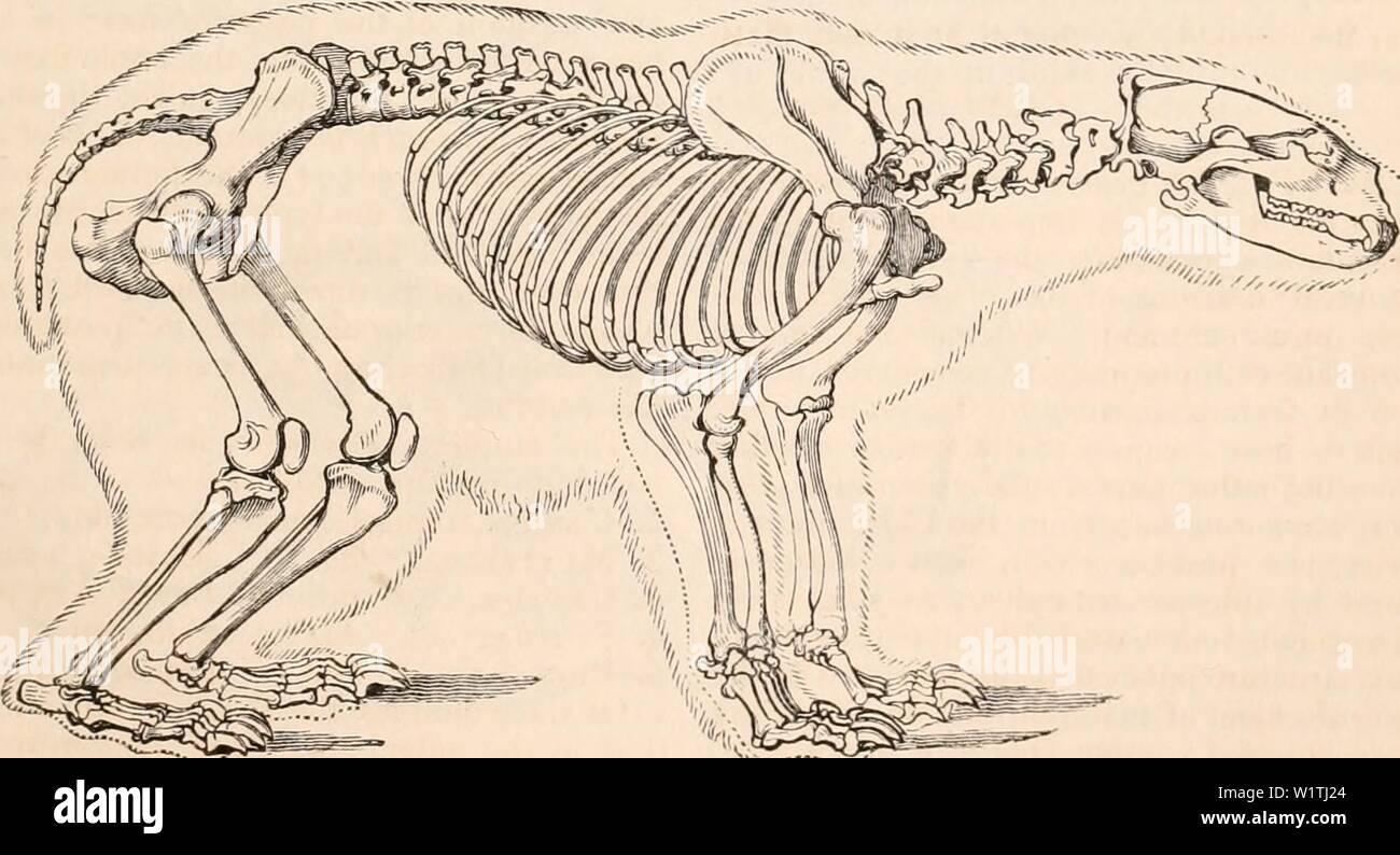 Animal vertebral column hi-res stock photography and images - Alamy
