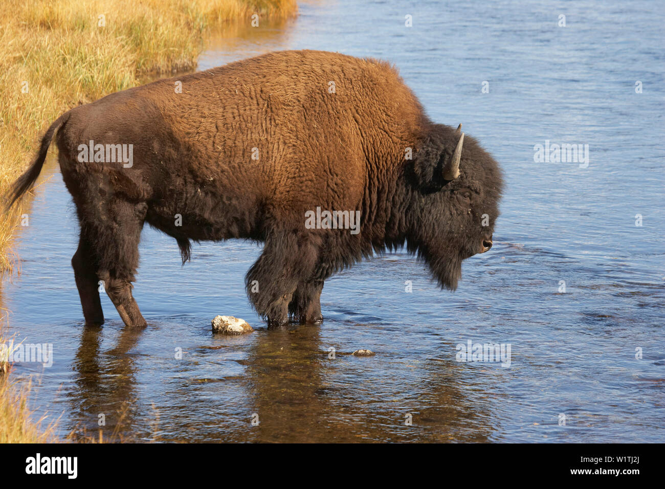 US National Park Series - Yellowstone Stock Photo - Alamy