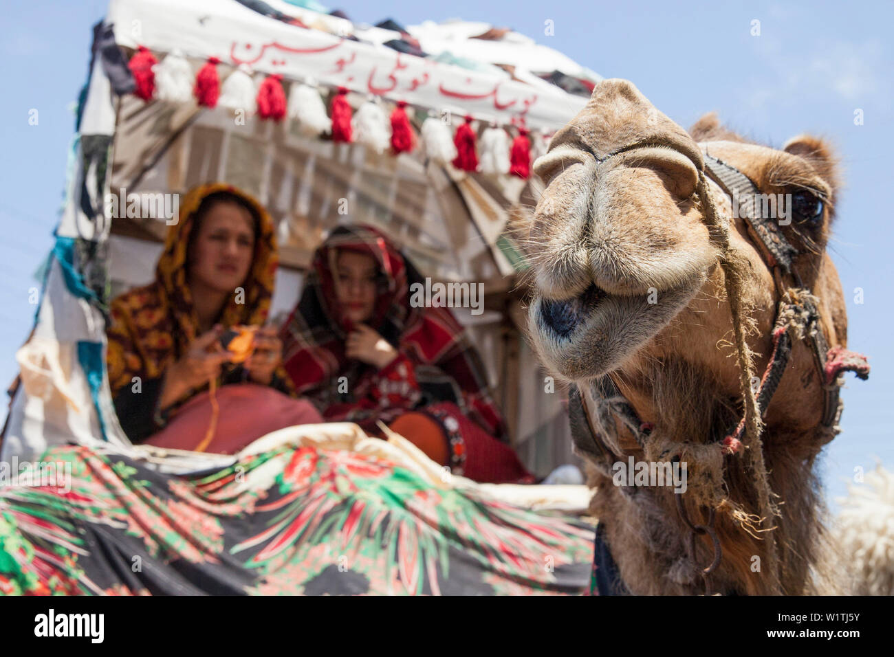 Turkmen wedding in Golestan, Iran, Asia Stock Photo - Alamy
