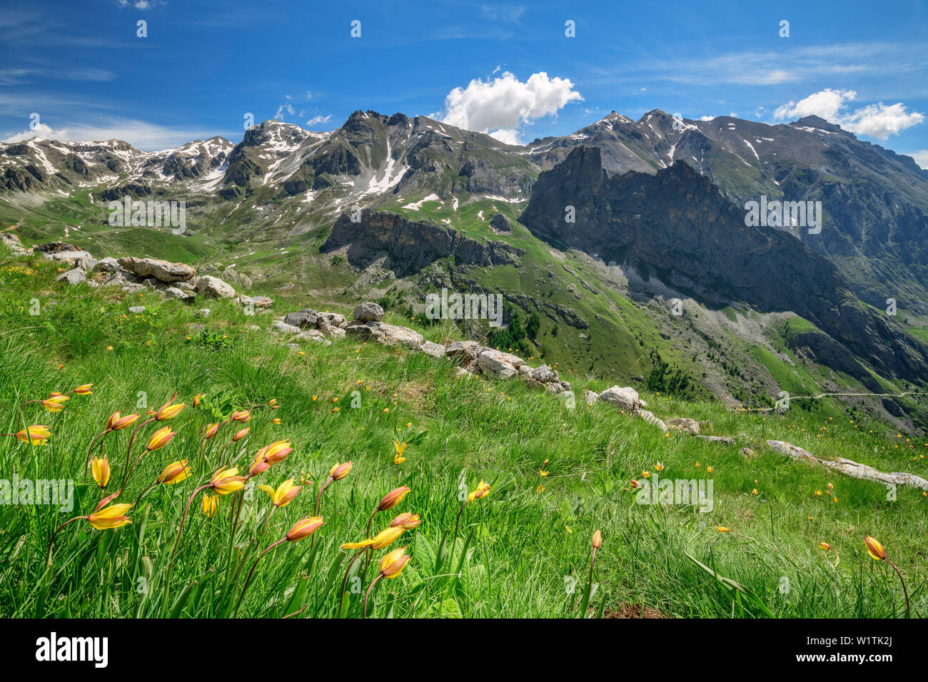 Alpine meadow with wild tulips and Cottian Alps in background, Val ...