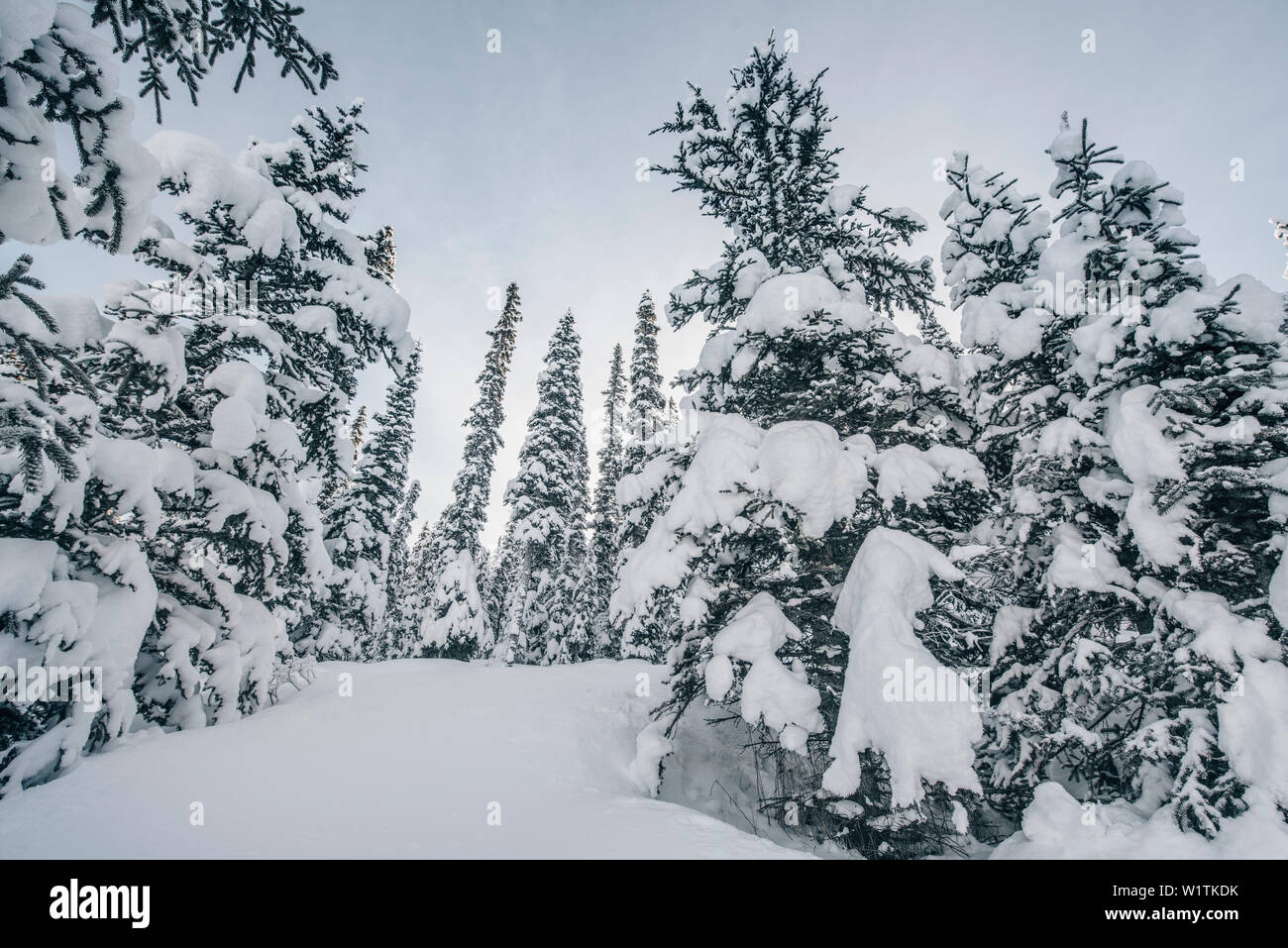 Forest at Lake Louise, Bow Valley, Banff National Park, Alberta, Kanada ...