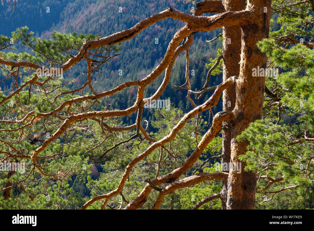 Pine tree in autumn, Pinus sylvestris, Herzogstand mountain, Alps ...