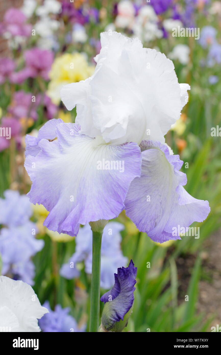 Tall bearded iris ice pinnacle hi-res stock photography and images - Alamy