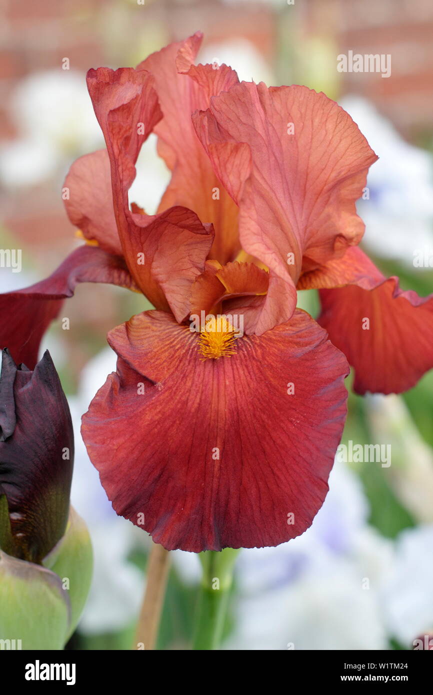 Bearded iris red pike hi-res stock photography and images - Alamy