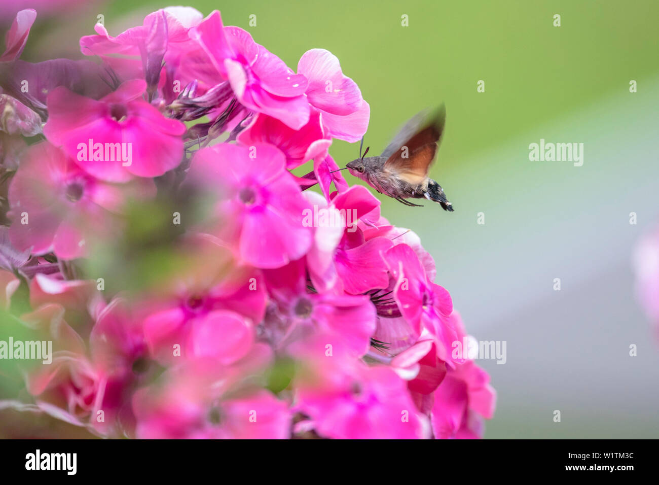 Hummingbird-Moth collecting nectar, Garden, Summer, Pollination ...