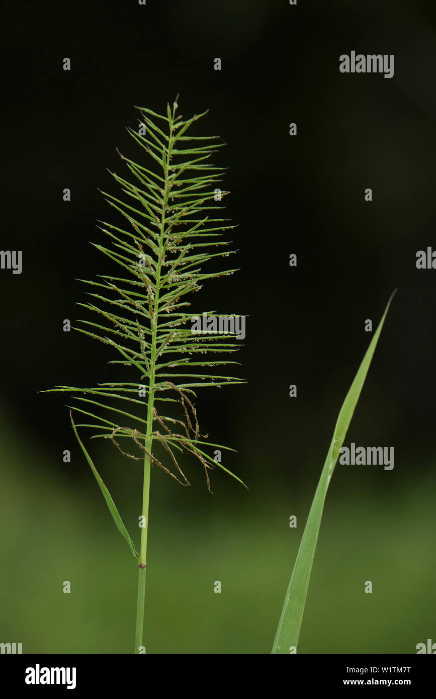 A grass spikelet stands along a side-arm of the Amazon River, Badajos ...