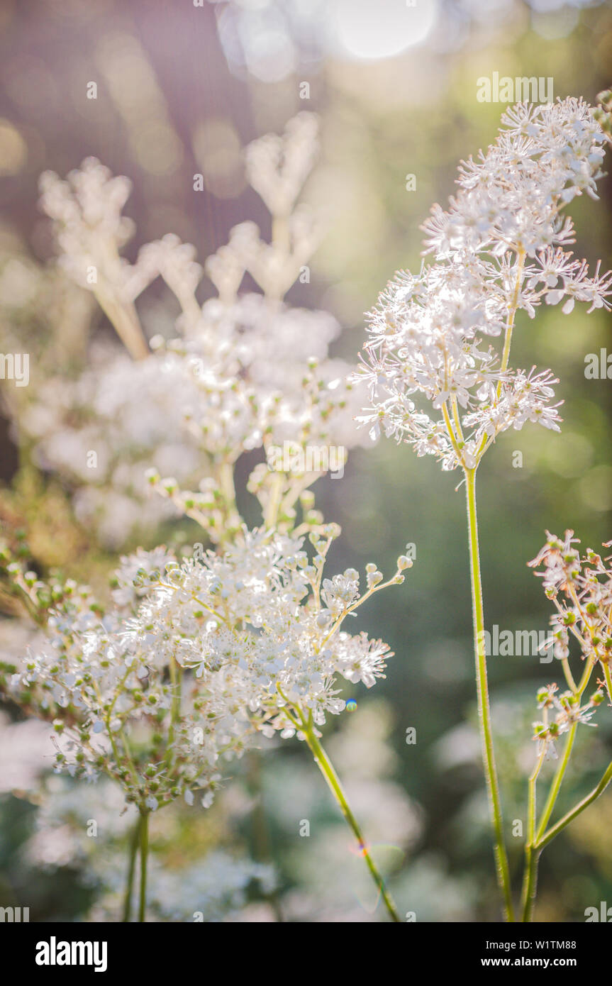 Dreamy whites hi-res stock photography and images - Alamy