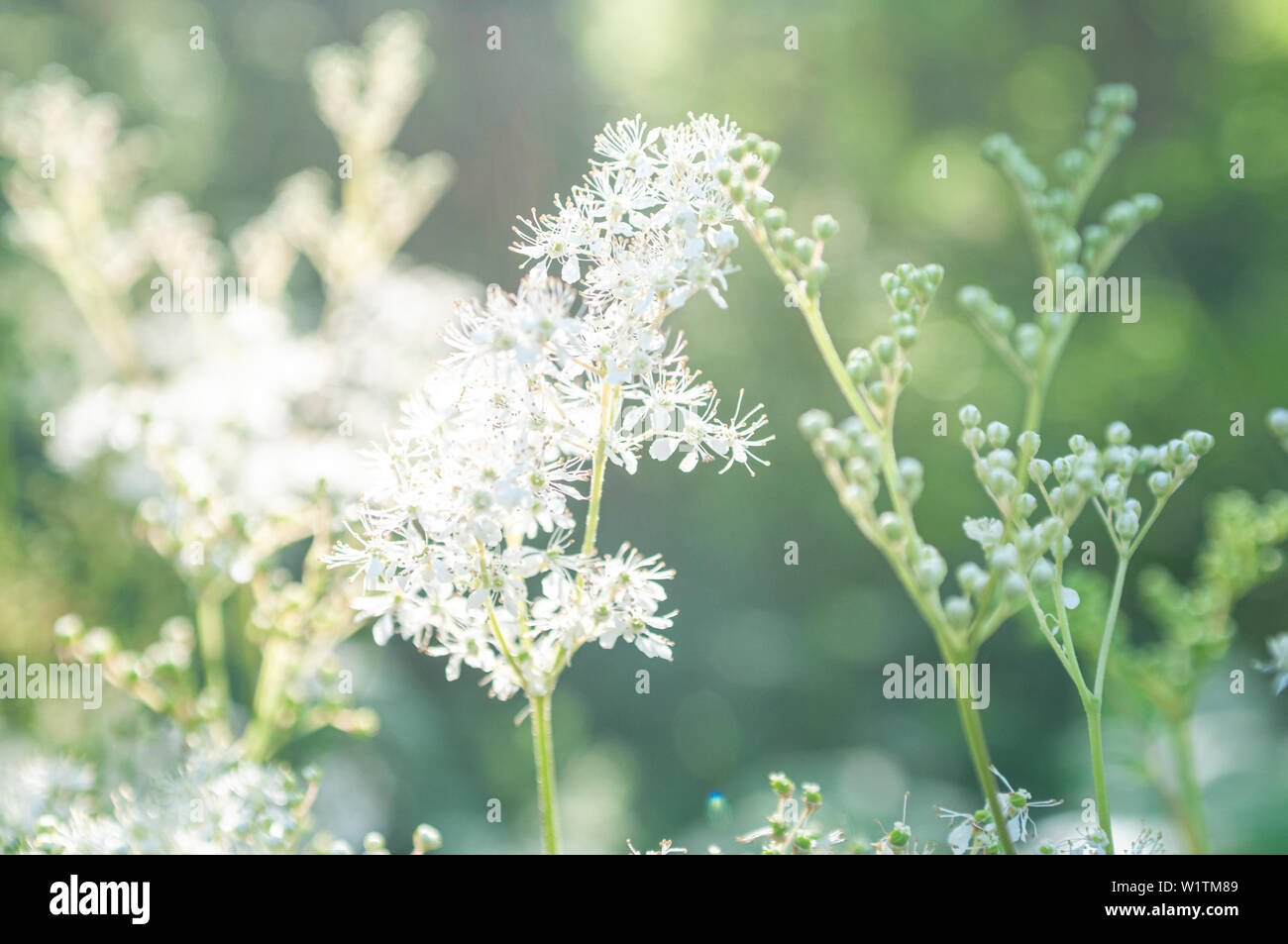 Dreamy whites hi-res stock photography and images - Alamy