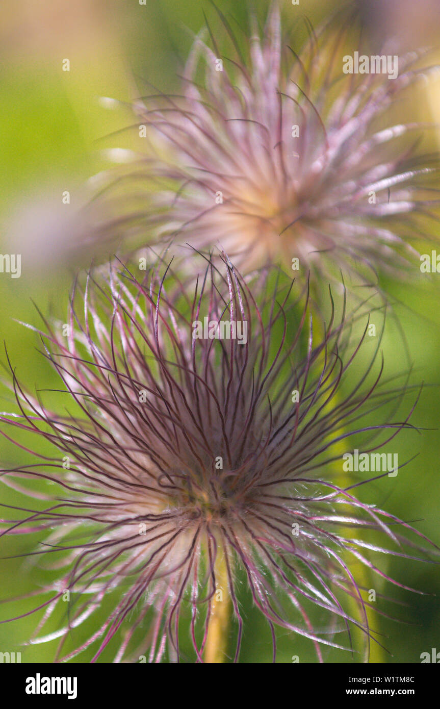 An artistic photo of a feather like thistle pappus flower heads Stock ...