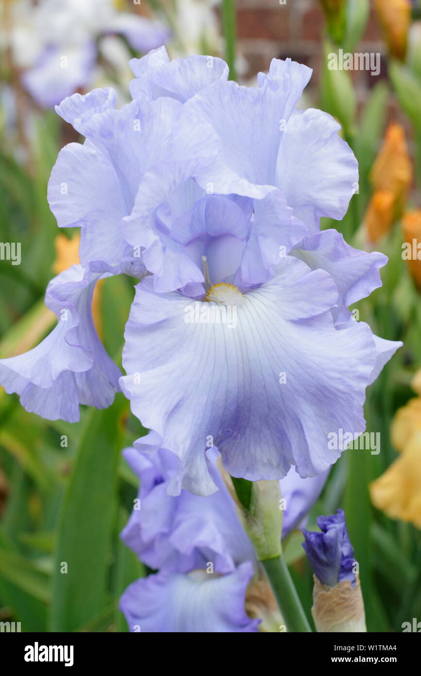 Tall bearded iris skye blue hi-res stock photography and images - Alamy