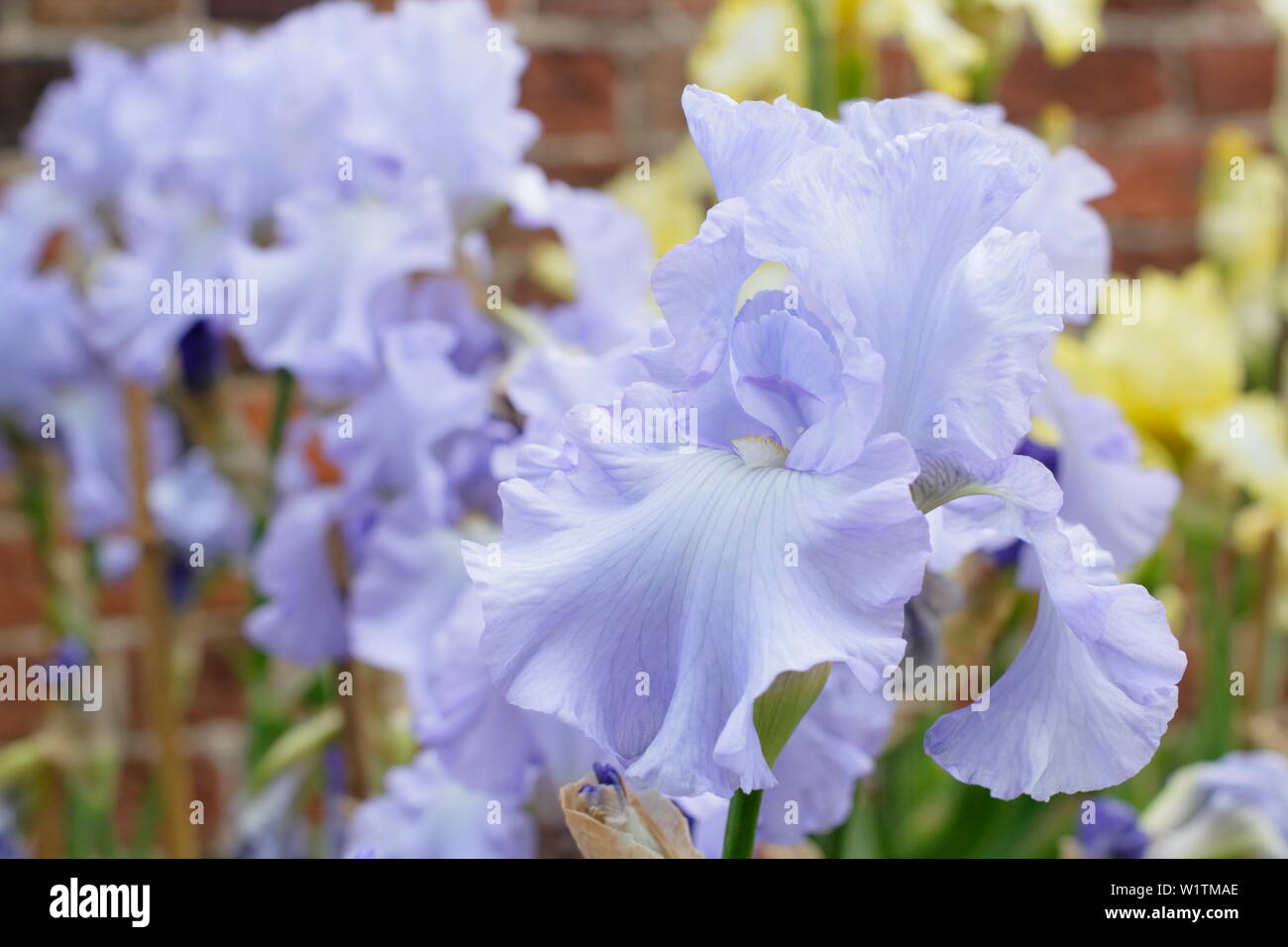 Iris ‘Skye Blue’ tall bearded iris in flower in a garden border in May ...