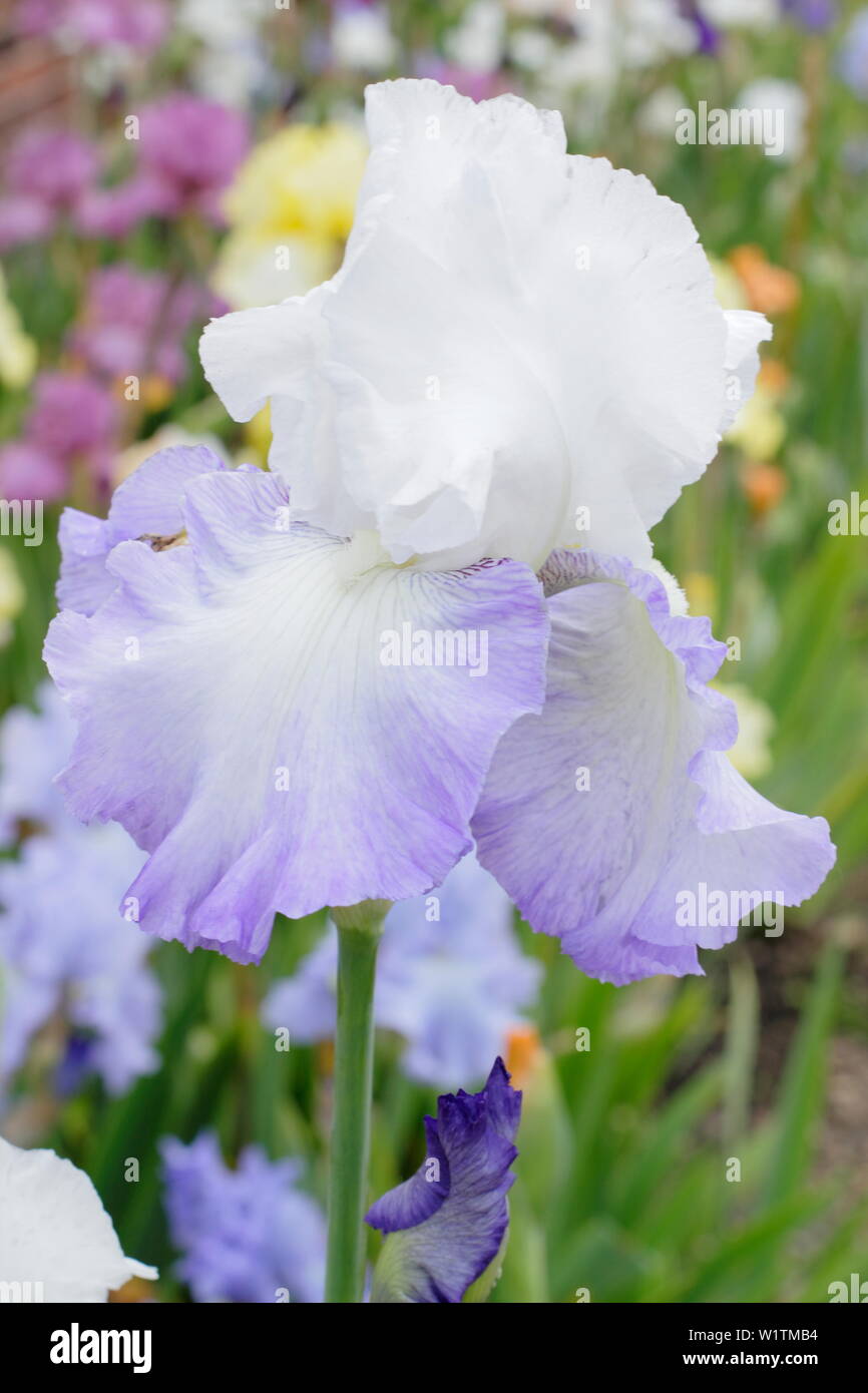 Tall bearded iris ice pinnacle hi-res stock photography and images - Alamy