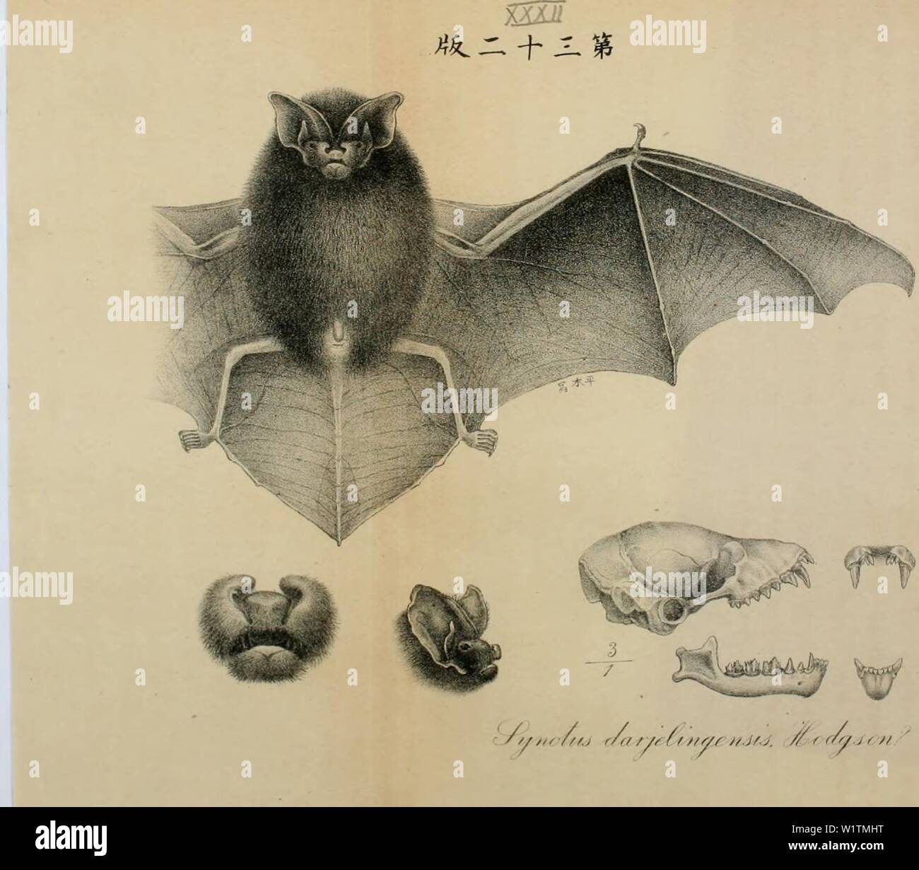 Archive image from page 494 of Dbutsugaku zasshi (1889 Stock Photo - Alamy