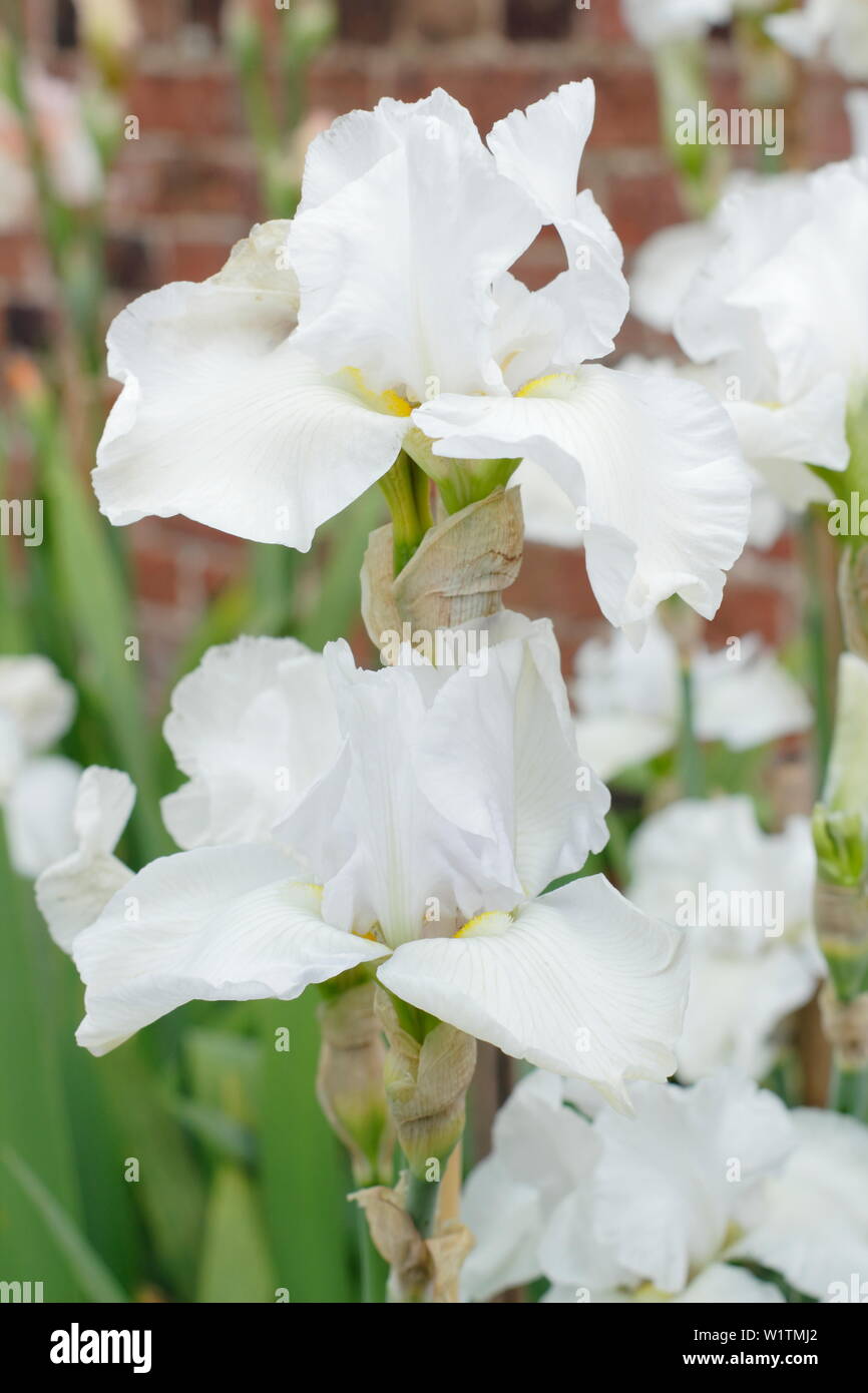 Tall bearded garden irises hi-res stock photography and images - Alamy