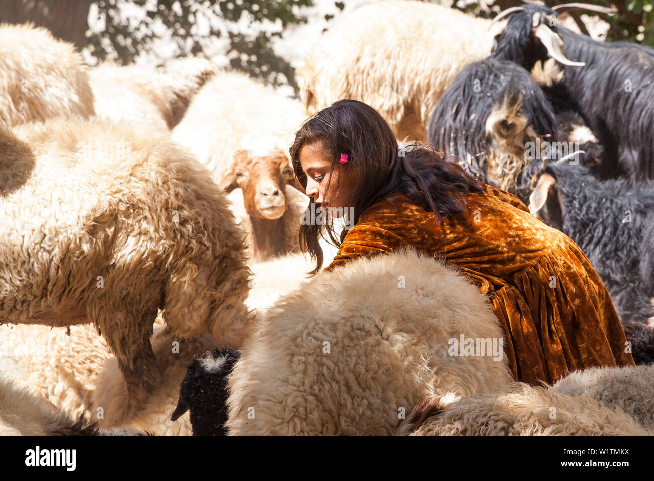 Kurdish sheep hi-res stock photography and images - Alamy