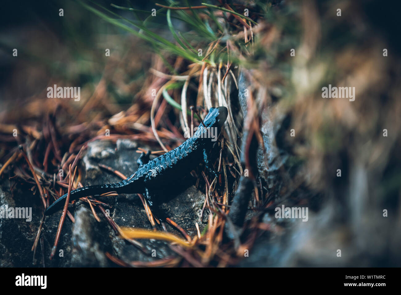 Alpensalamander High Resolution Stock Photography and Images - Alamy