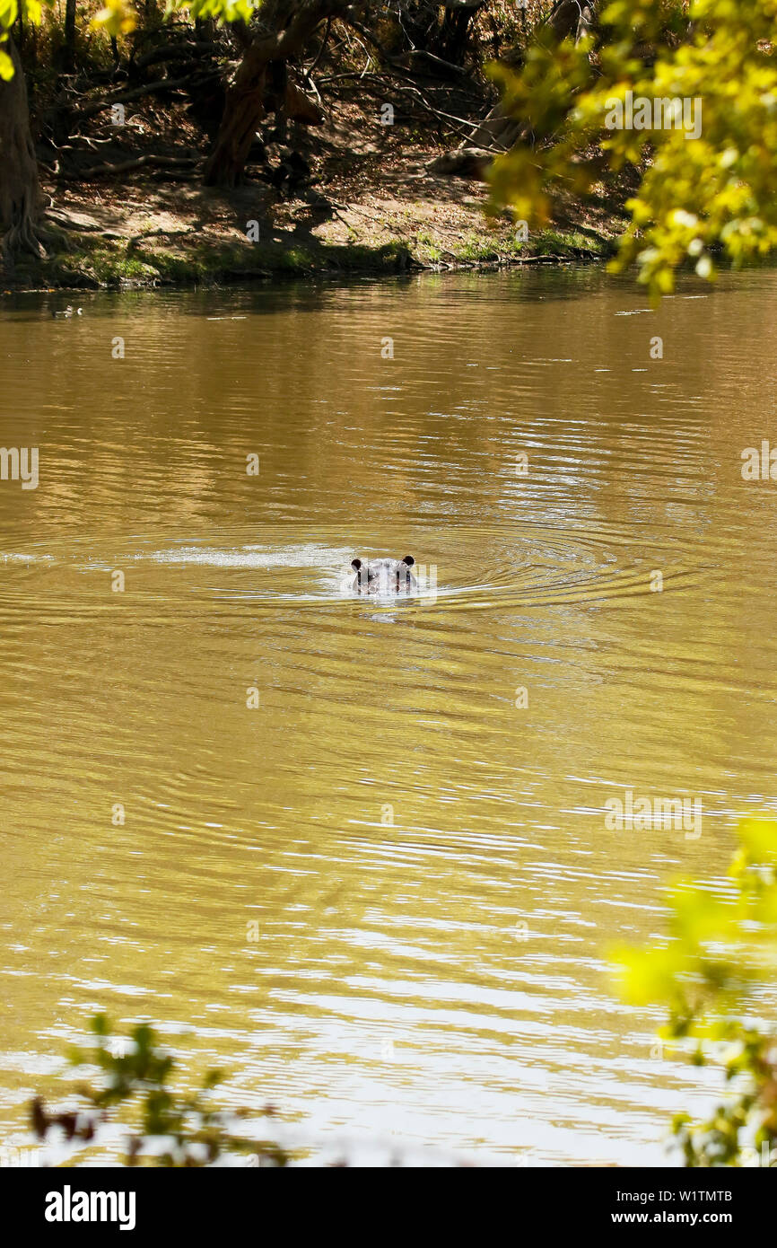 Common hippopotamus (Hippopotamus amphibius), Kafue river. Kafue ...