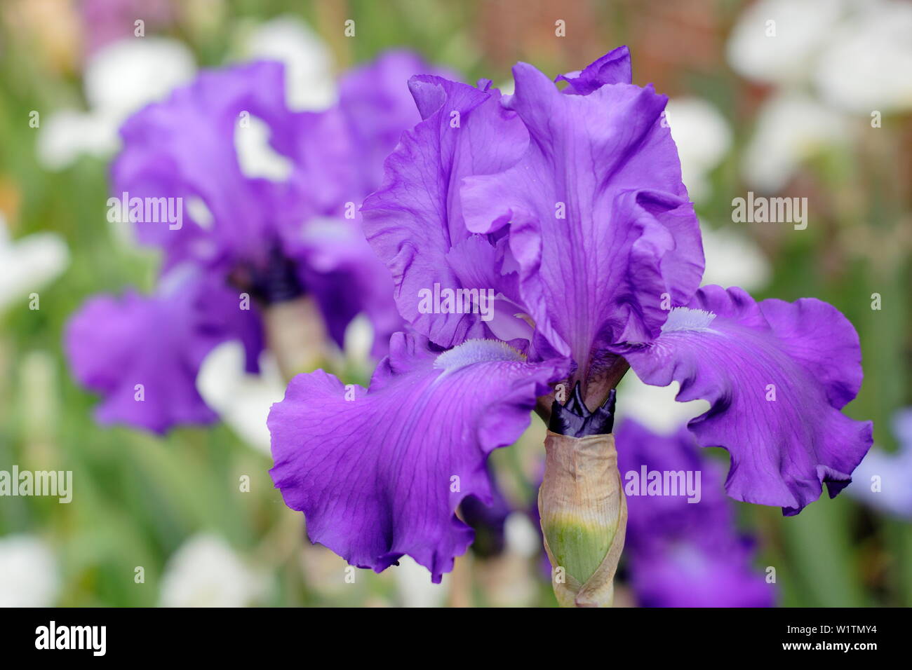 Roman border hi-res stock photography and images - Alamy