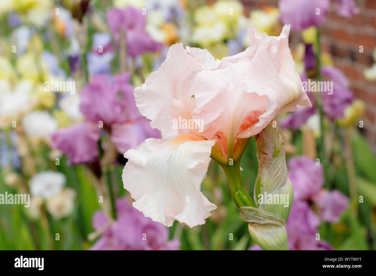 Tall bearded iris 'Sherwood Pink' flowering in a garden border - May ...