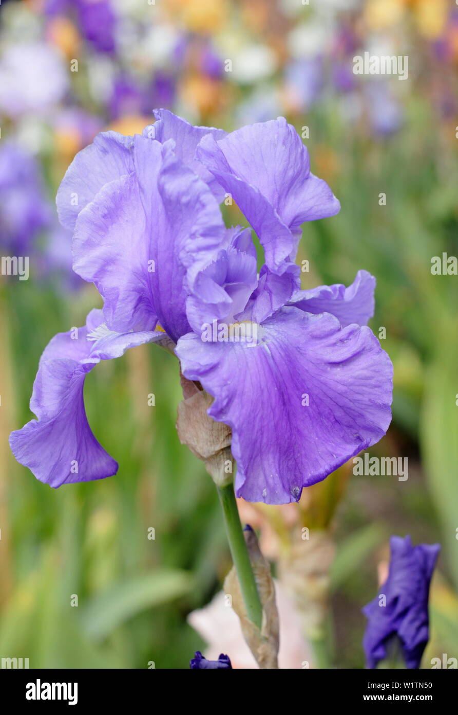 Tall bearded iris wharfedale hi-res stock photography and images - Alamy