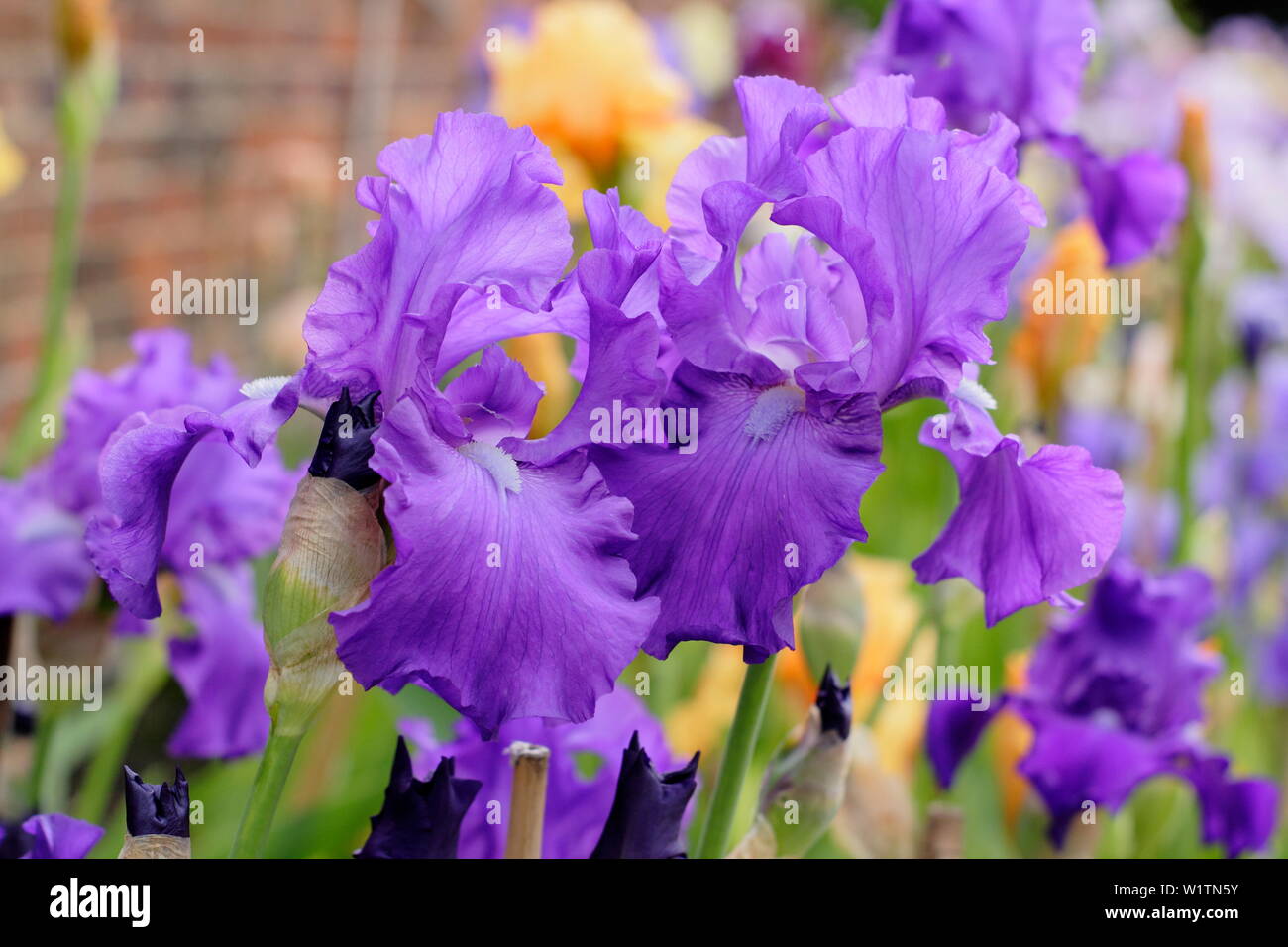 Emperor flower hi-res stock photography and images - Alamy