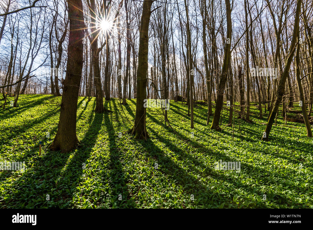 Mixed forest in spring hi-res stock photography and images - Alamy