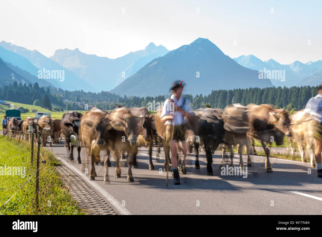 Cows wearing bells for the Almabtrieb, Rubihorn, Schoellang ...