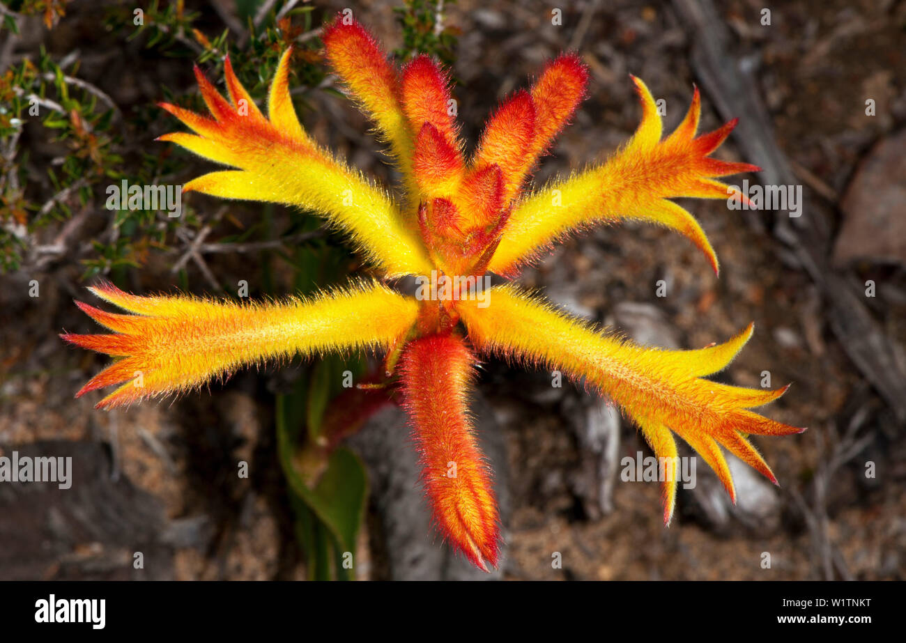 Cat's Paw (Anigozanthos humilis) in the Fitzgerald River Biosphere in ...