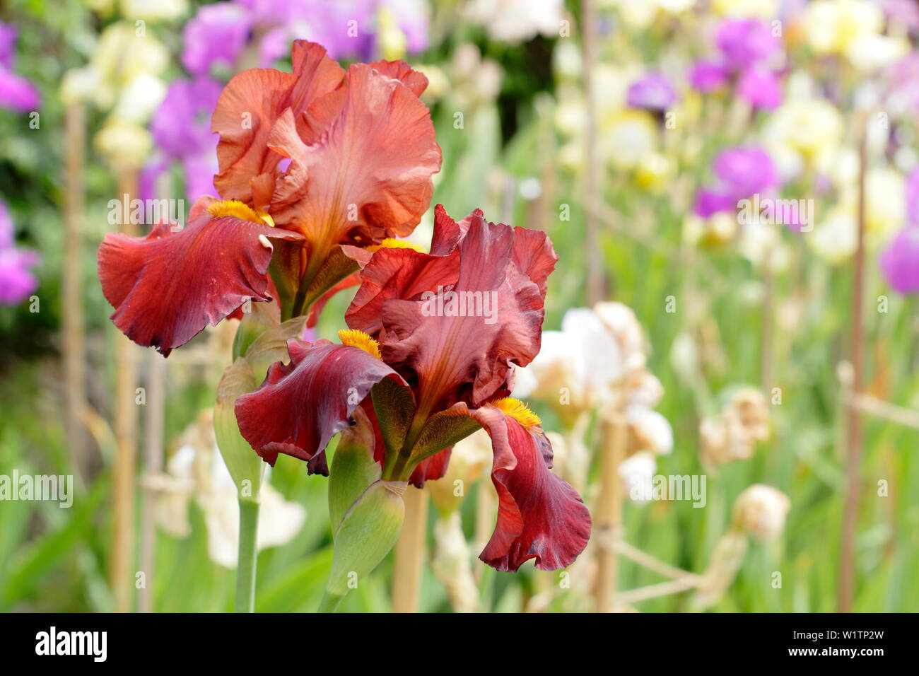 Tall red flowers hi-res stock photography and images - Alamy