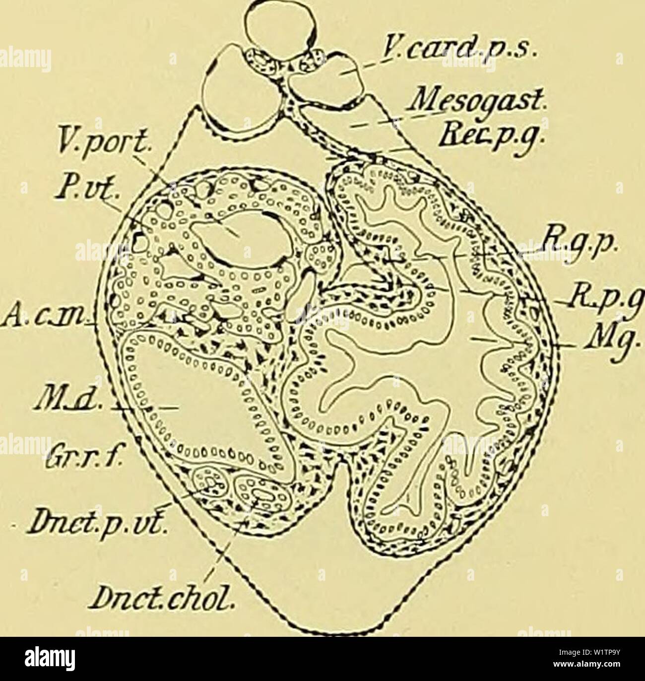 Choledochus High Resolution Stock Photography and Images - Alamy