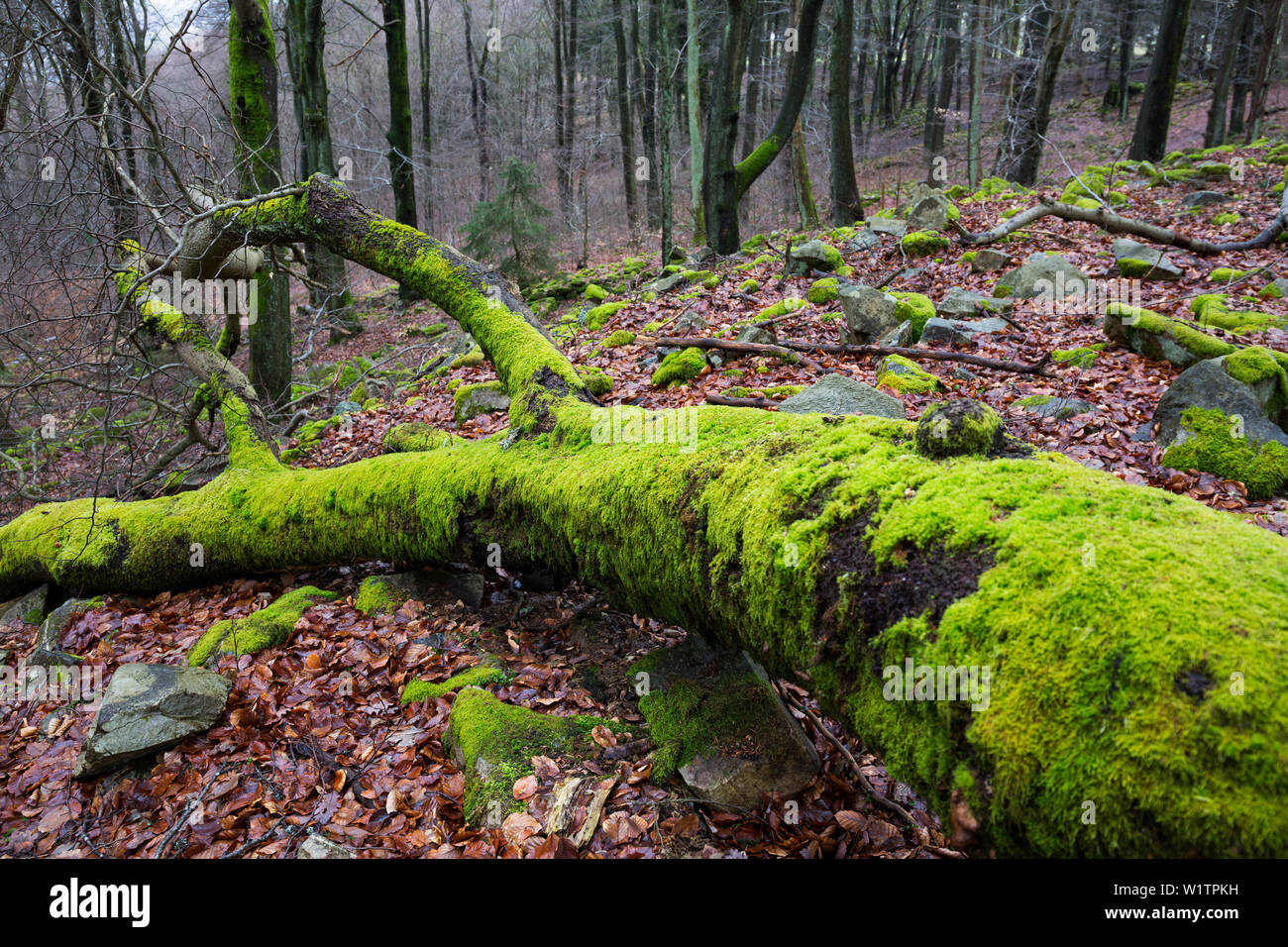 Tree covered with moss hi-res stock photography and images - Alamy