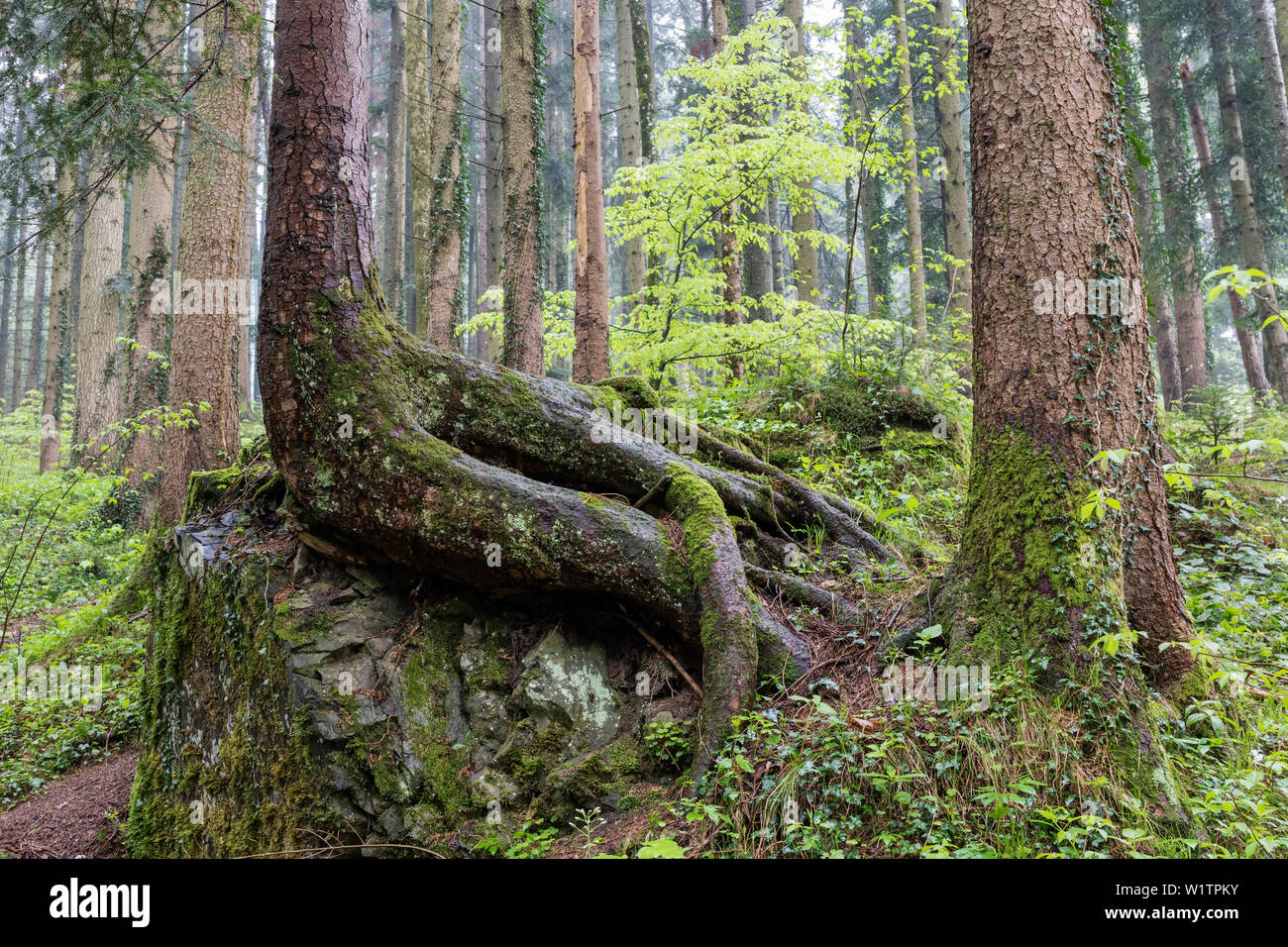 Conifer roots hi-res stock photography and images - Alamy