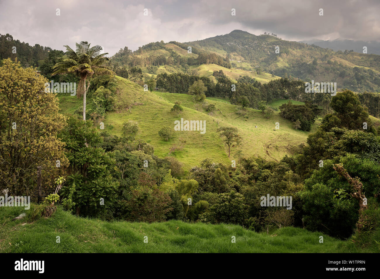 green mountain landscape with palm tree, Salento, UNESCO World Heritage ...