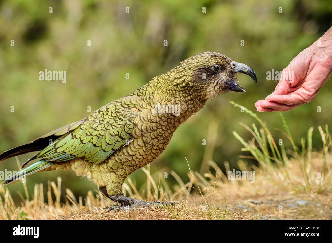 Kea parrot nestor notabilis hi-res stock photography and images - Alamy