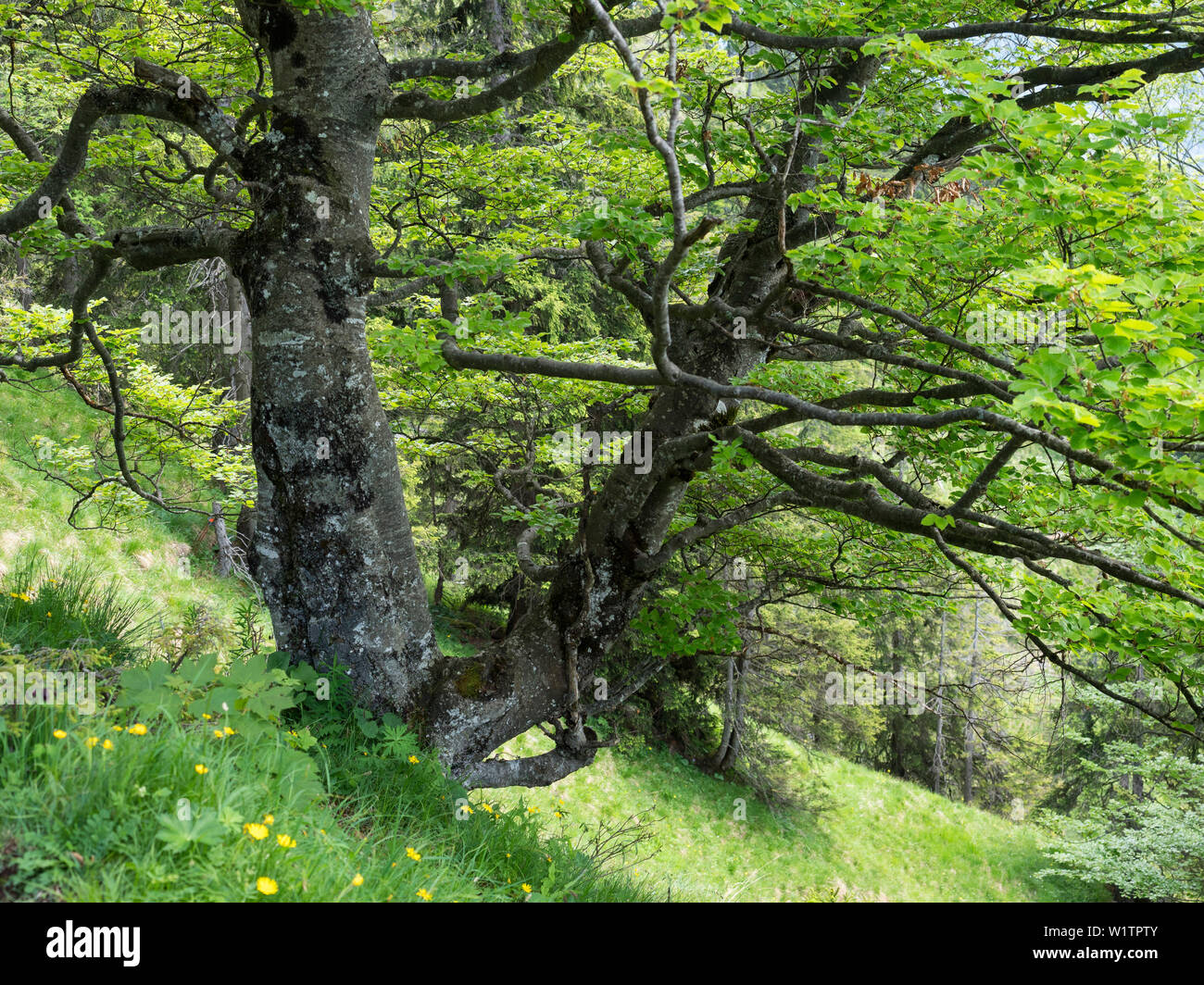 Old Beech in mountainous forest, Fagus sylvatica, Alps, Upper Bavaria ...