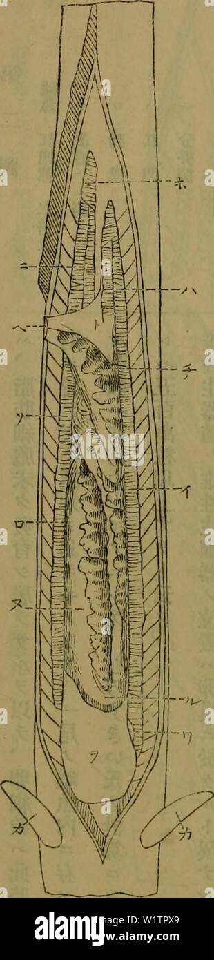 Archive image from page 501 of Dbutsugaku zasshi (1889 Stock Photo - Alamy