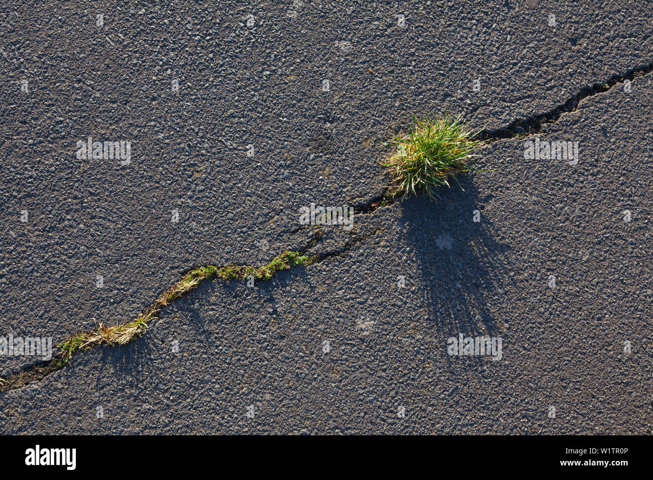 Grass growing through a crack in the asphalt surface Stock Photo - Alamy