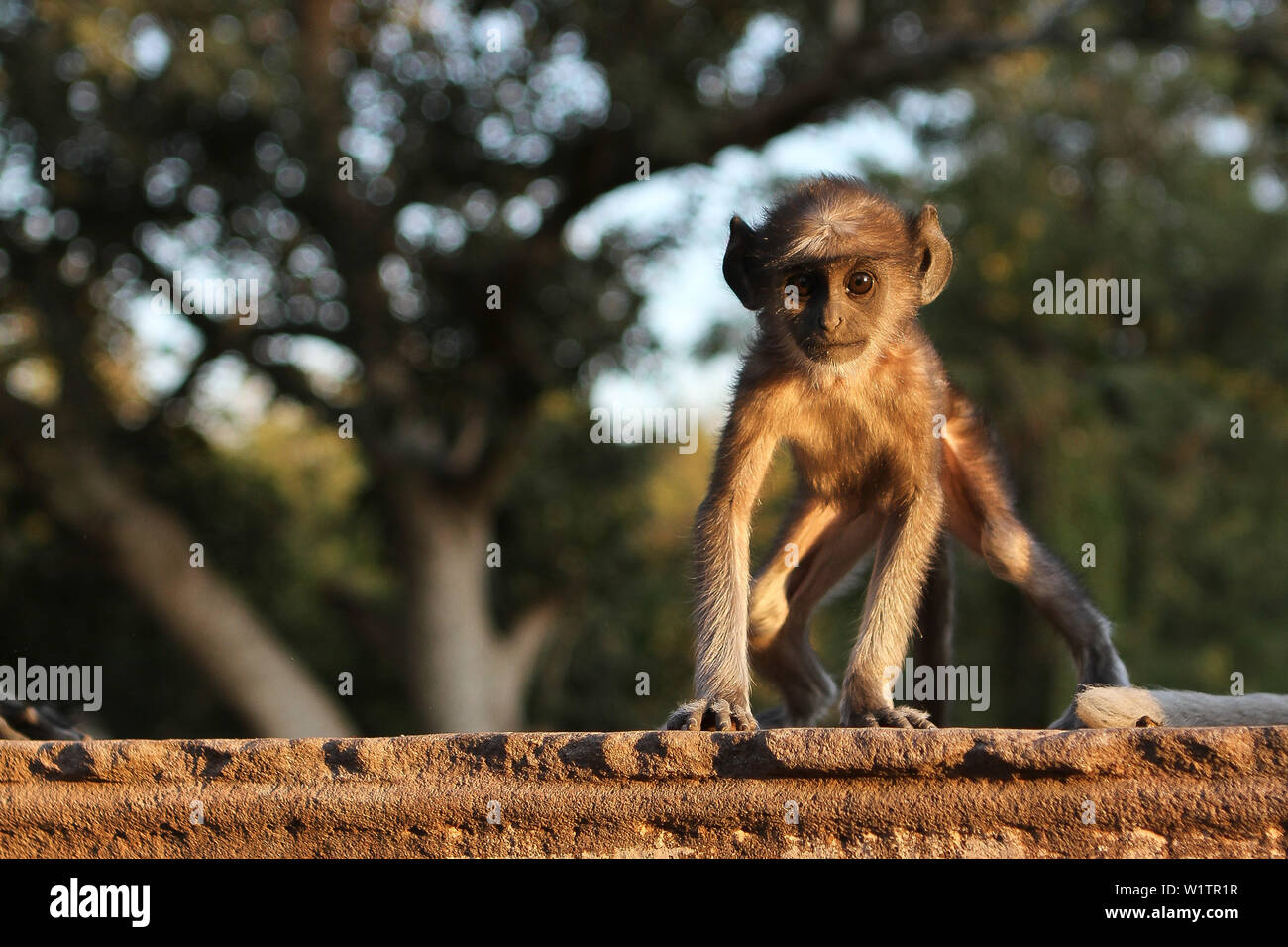 Monkey at the temple of Mandore, Rajasthan, India, Asia Stock Photo - Alamy