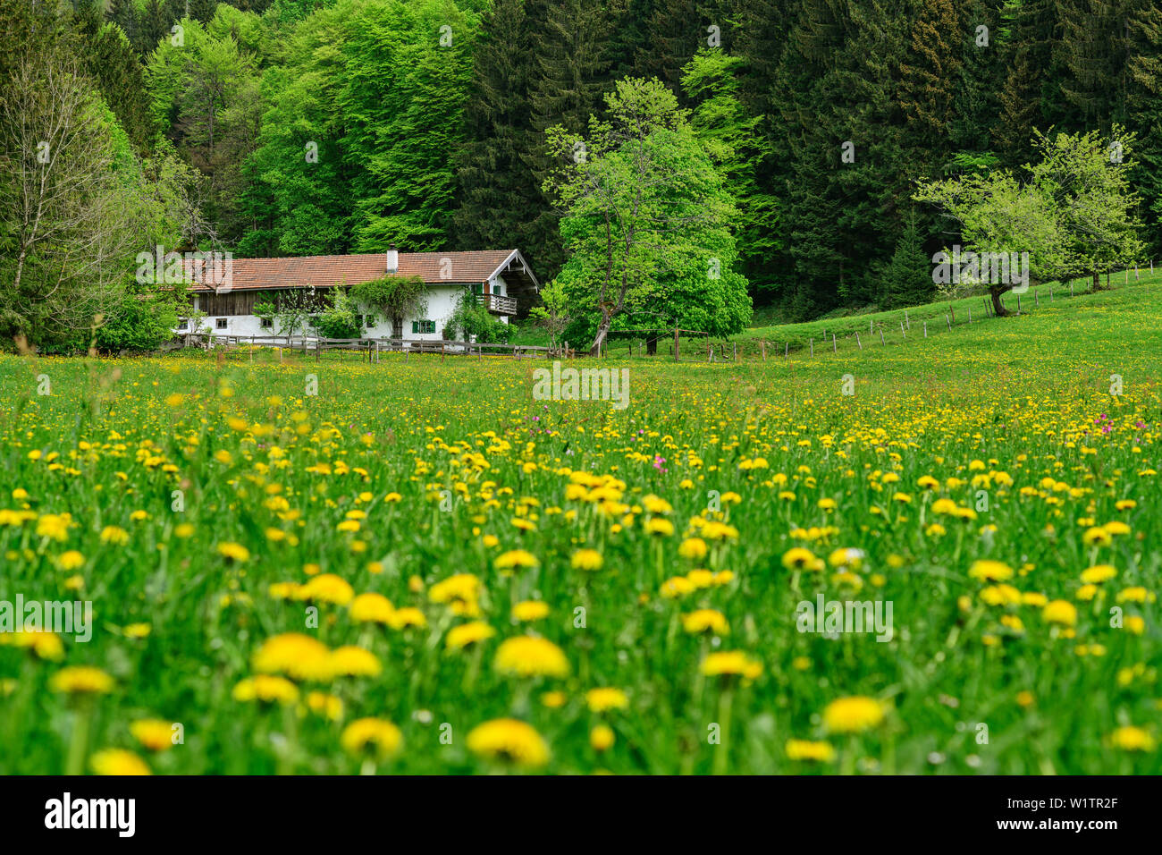 Alpine meadow with flowers, alpine hut in background, Hochries ...