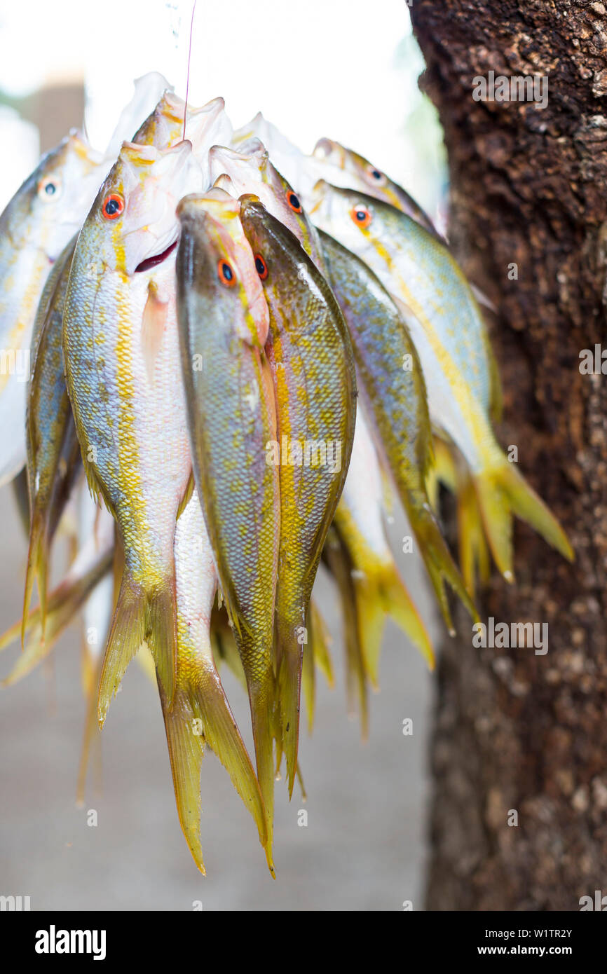 Casa fish hi-res stock photography and images - Alamy