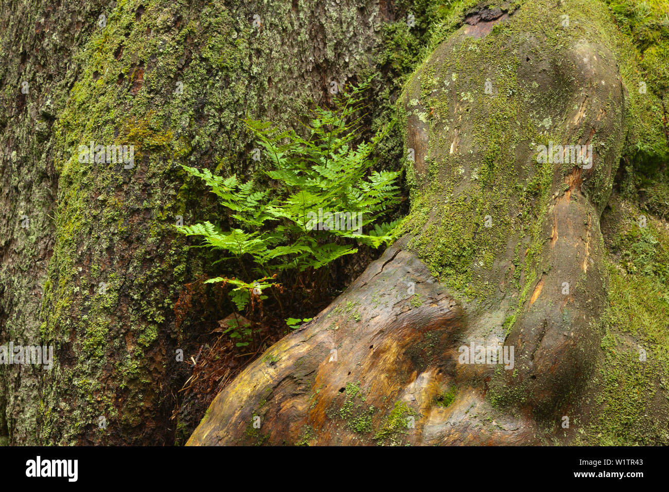 Fern at the roots of a maple, hiking path to Grosser Falkenstein ...
