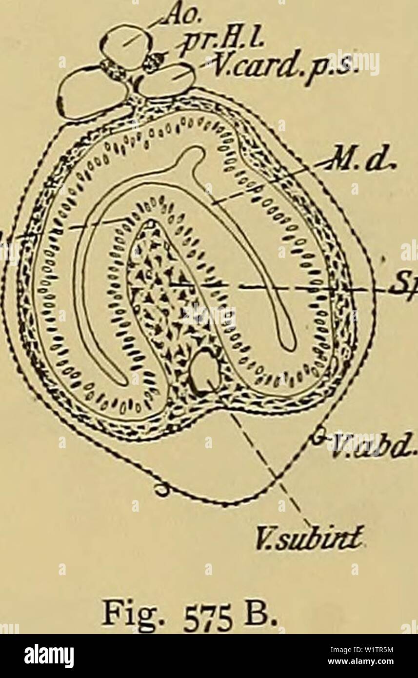Ductus choledochus hi-res stock photography and images - Alamy