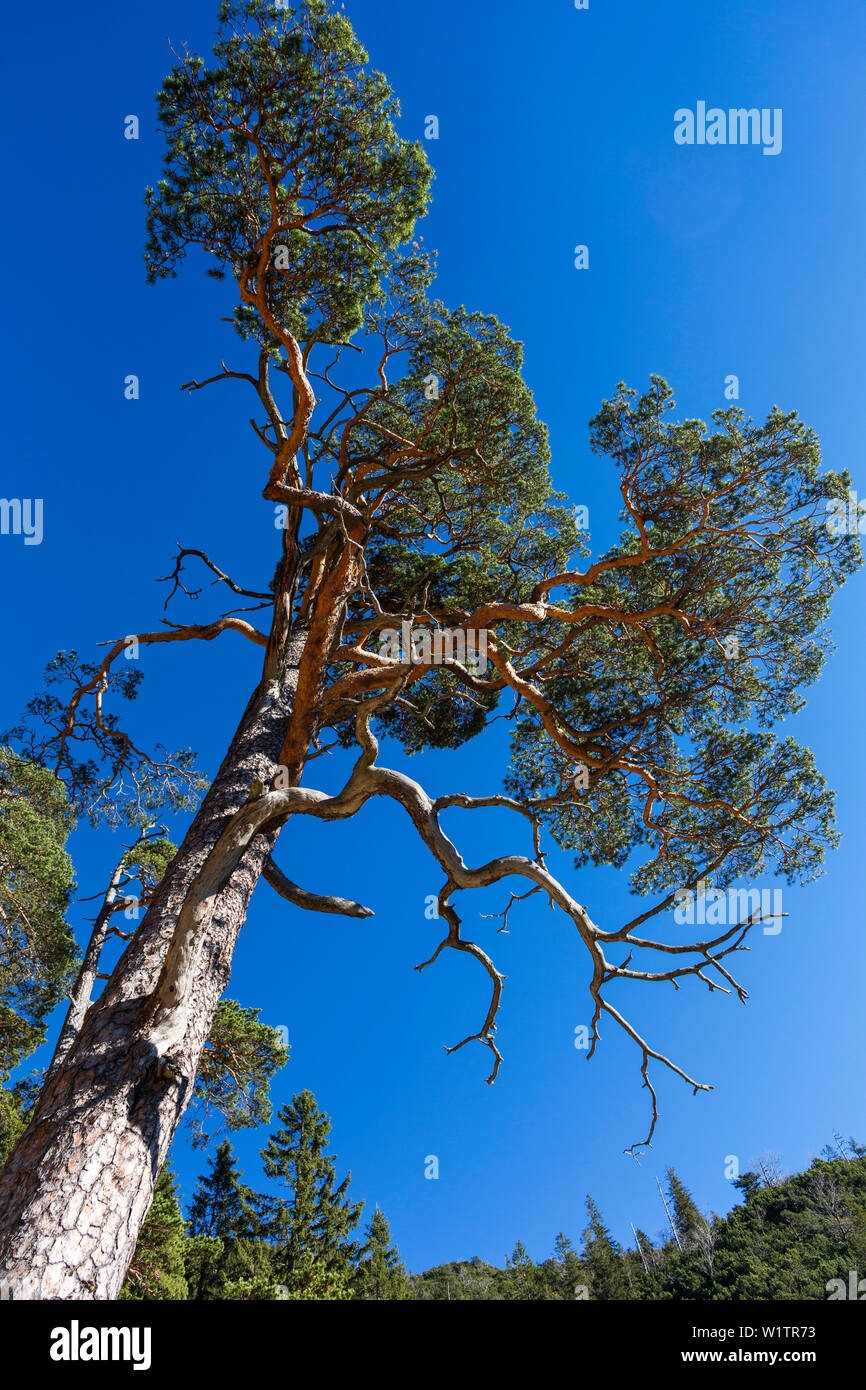 Pine tree in autumn, Pinus sylvestris, Herzogstand mountain, Alps ...