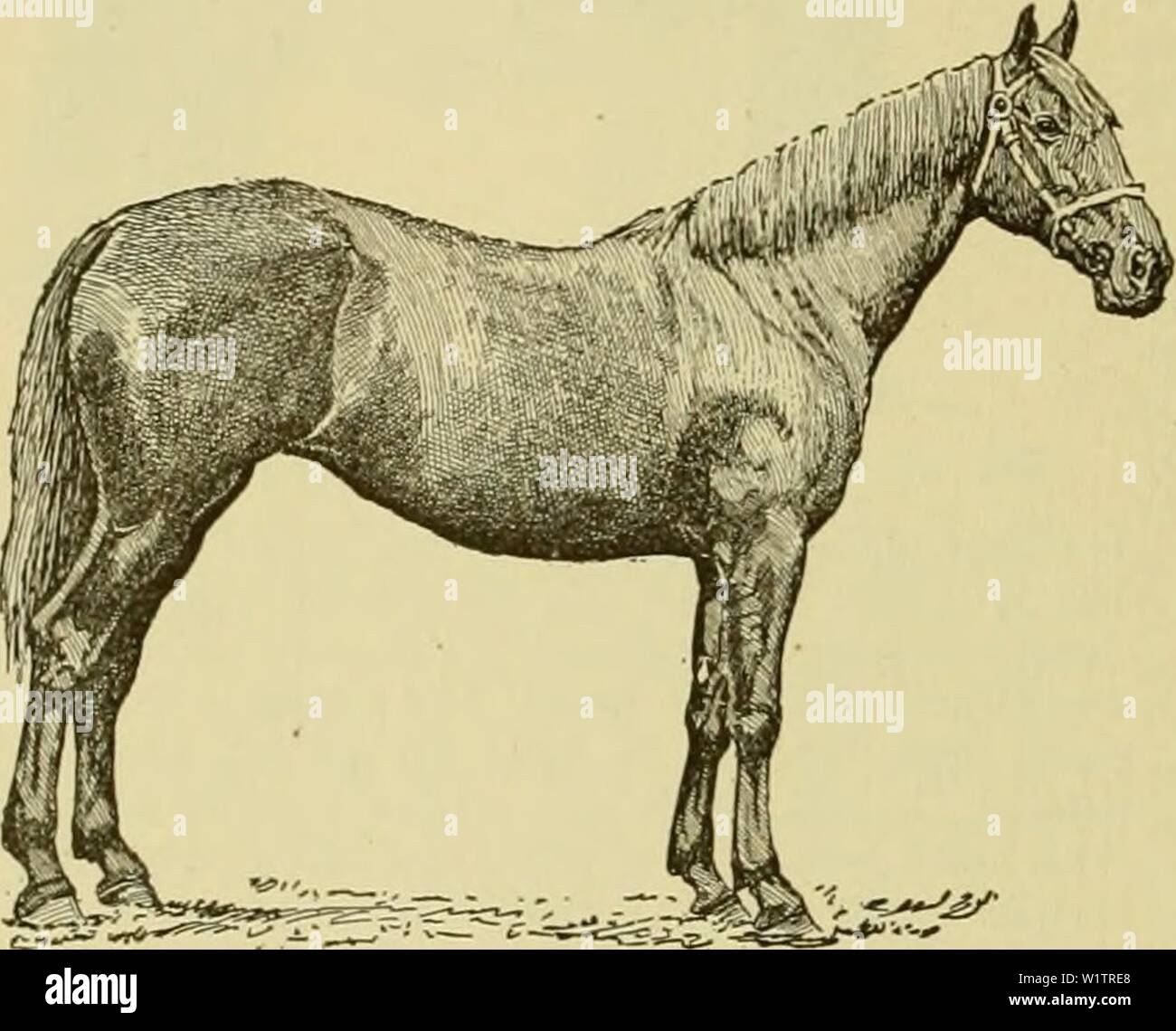 Archive image from page 503 of Cyclopedia of farm animals (1922 Stock ...