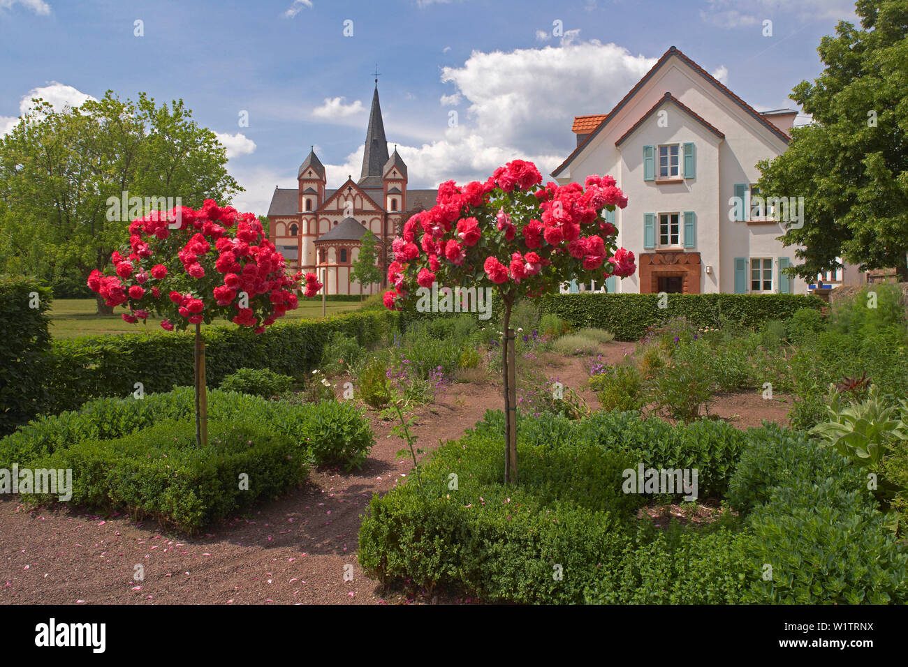 St. Peter's Church with parish garden , Blooming roses , Merzig ...