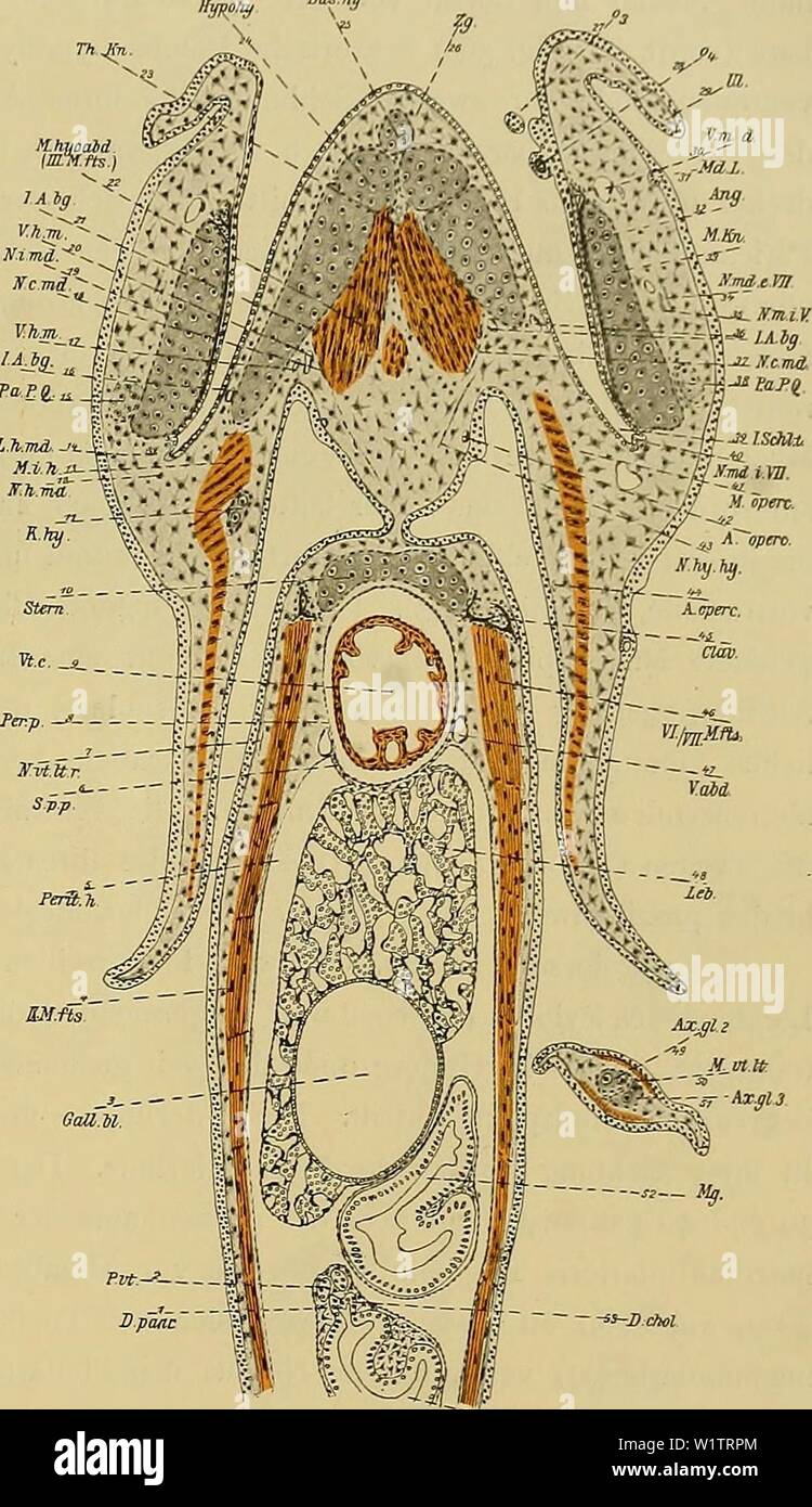 Archive image from page 504 of Denkschriften der Medicinisch ...